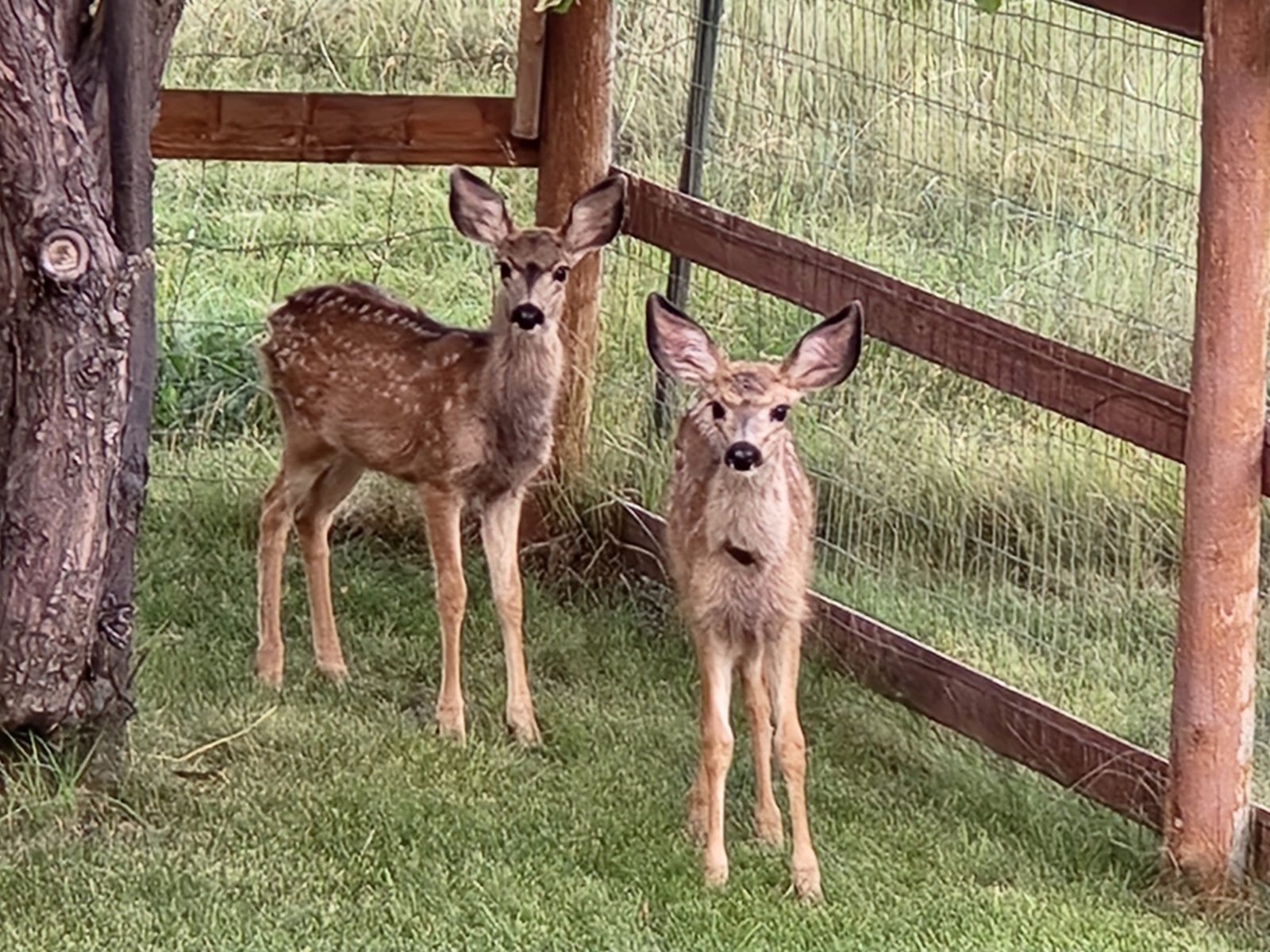 Deer Wars - COSCOG7 - Colorado Springs Church of God 7th Day
